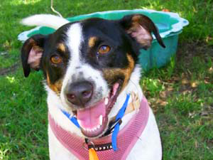 Dogs Of The Month - Brennan - The Beast