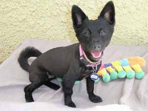 Dogs Of The Month - Pepper - The Beast