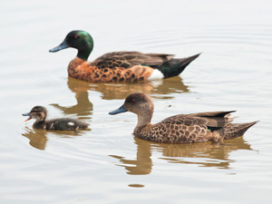 Handsome, Elegant, Little Ducks… Chestnut Teal - The Beast