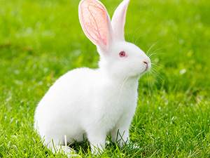 The Magic Rabbit - The Beast