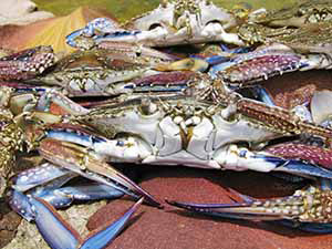 Christmas, Crustaceans And Connections - The Beast