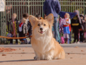 Video of the Week - Maxine the Fluffy Corgi - The Beast