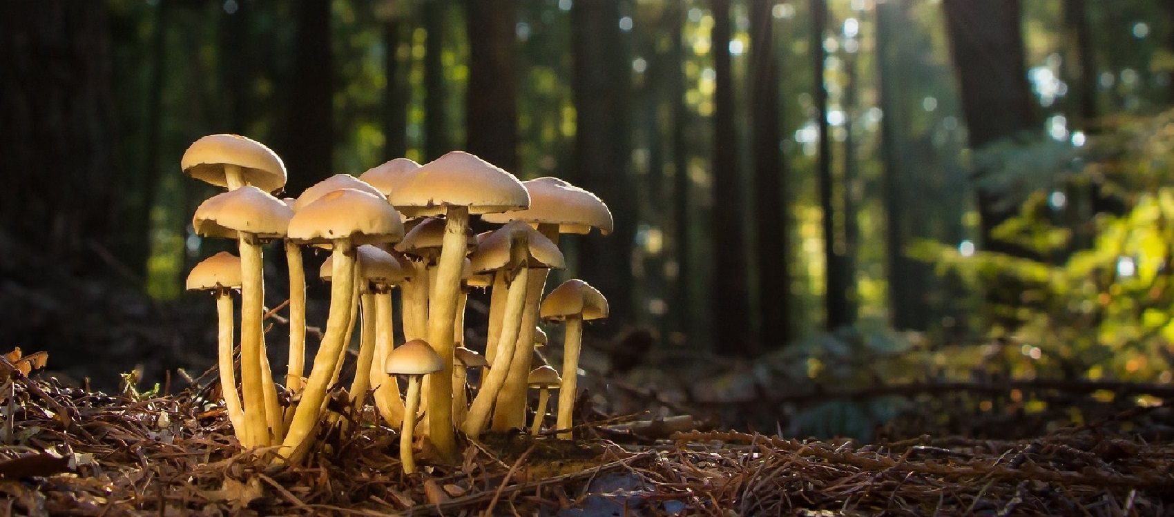 The Good, The Bad and The Fungi - The Beast